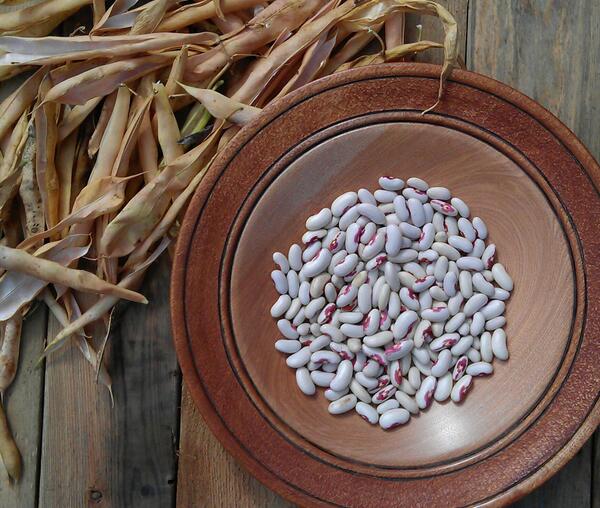 Oh My Little Soldier Beans - Ravenview